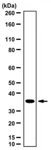Anti-CDK1/CDC2 Antibody (C-Term) | 06-966